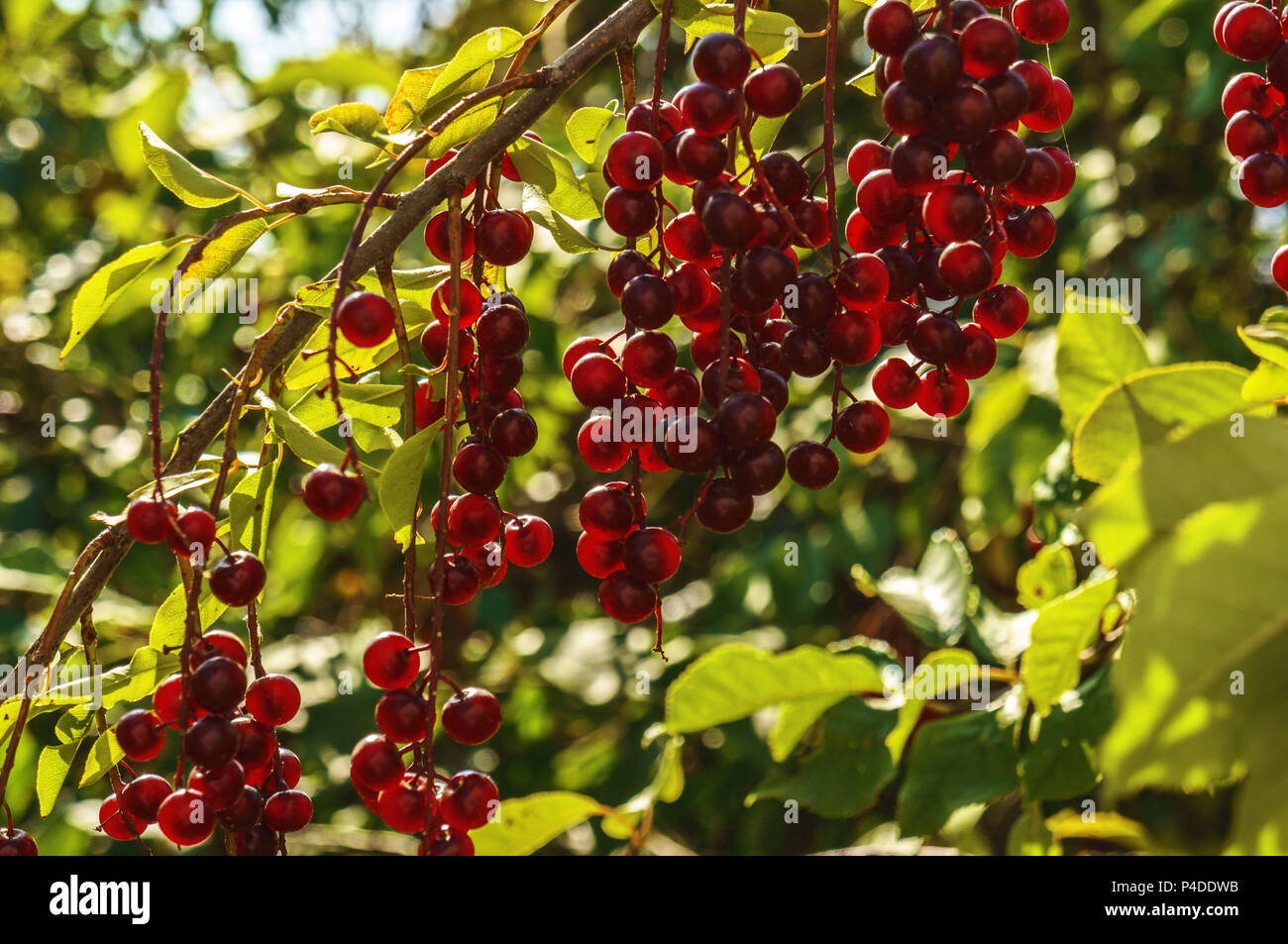 Bunch berries on branch hi-res stock photography and images - Alamy