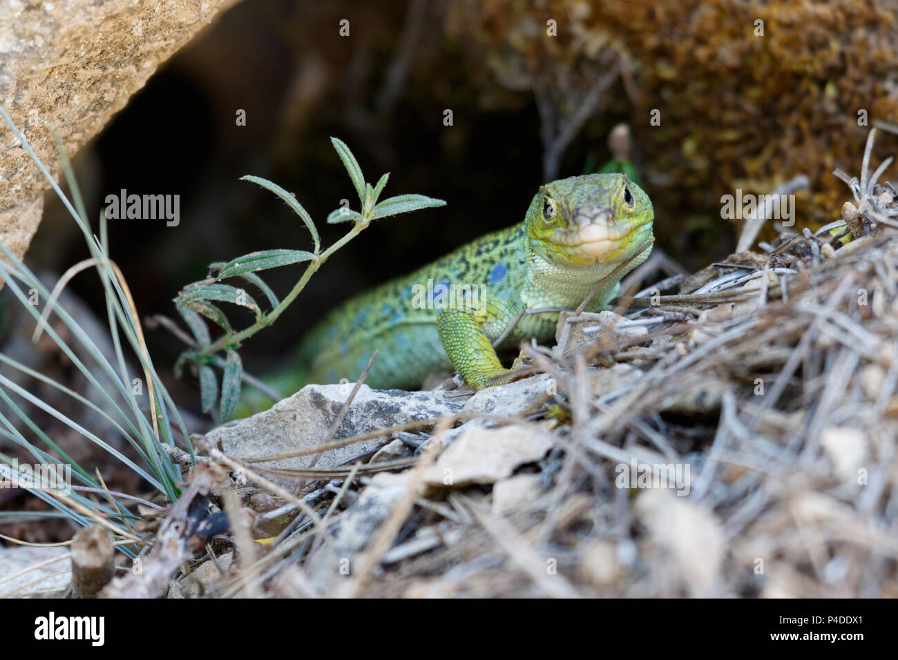 An ocellated lizard (Timon lepidus) came out the lair. Rio Lobos Canyon ...