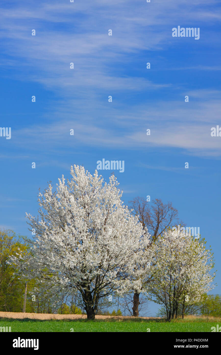 White flowered tree blooming hi-res stock photography and images - Alamy
