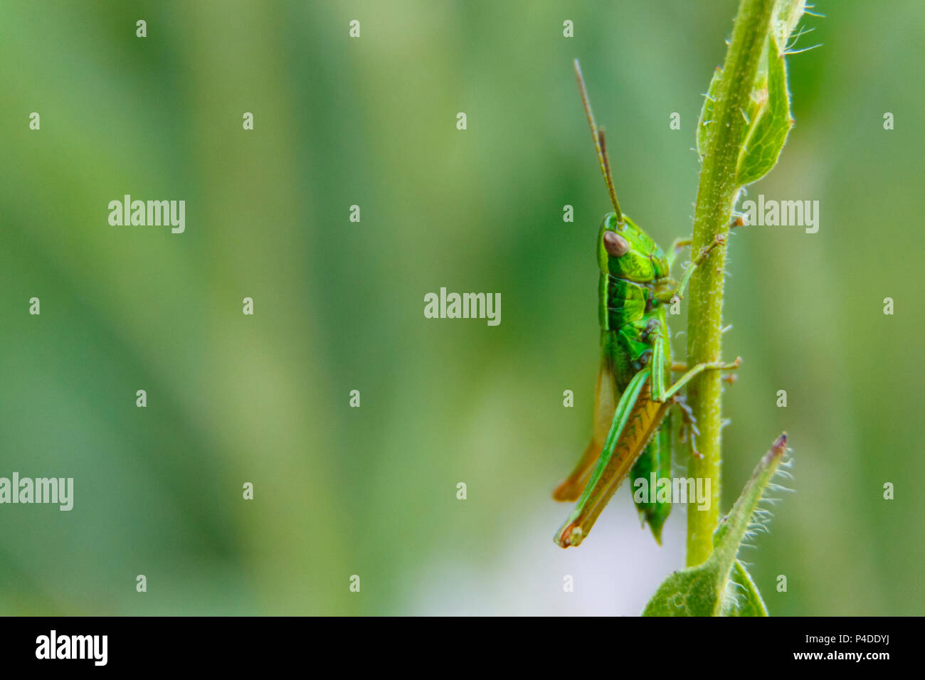 A meadow grasshopper (Chorthippus parallelus) awaits on a stalk, Eina ...