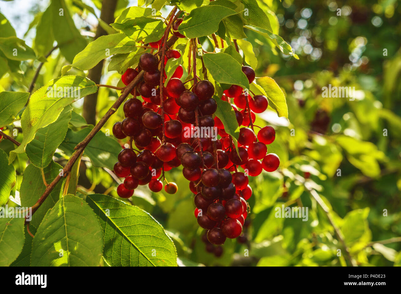 Red berries on a branch of a fruit tree Stock Photo - Alamy