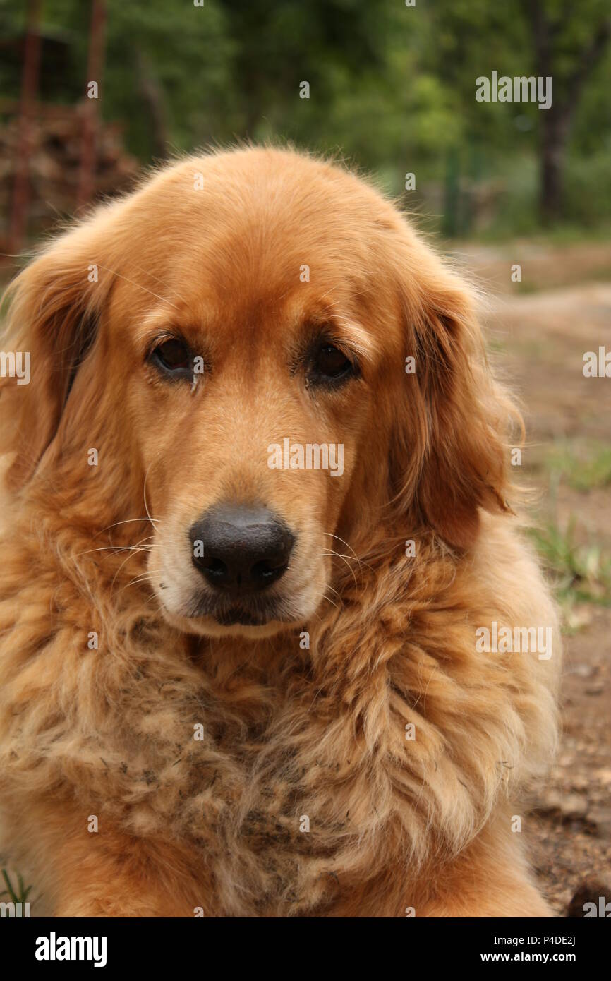 Dark golden retriever hi-res stock photography and images - Alamy