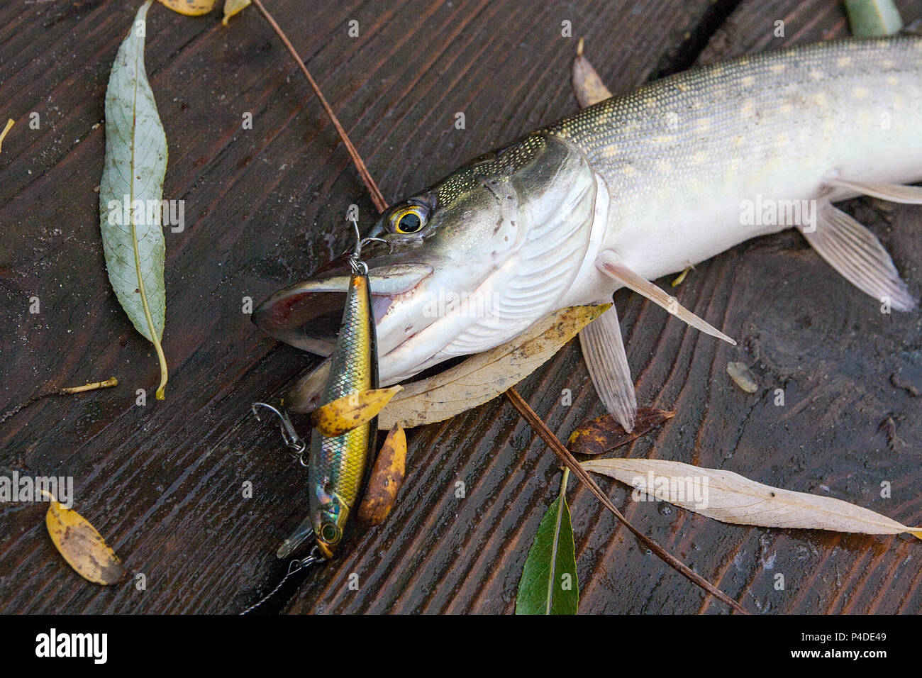 Freshwater Northern pike fish know as Esox Lucius lying on vintage wooden background with yellow ...