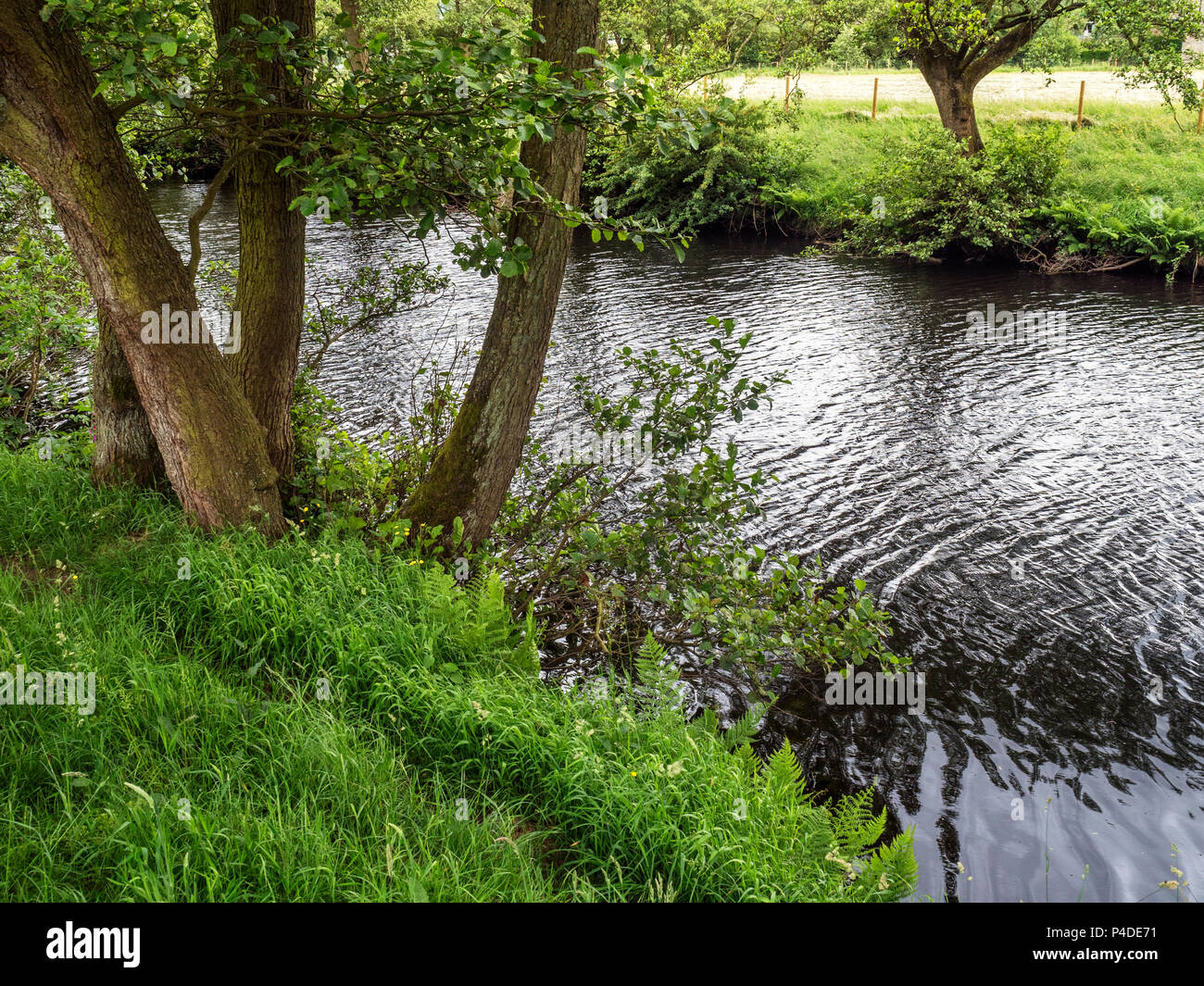 The River Nidd along the Nidderdale Way between Wath and Pateley Bridge ...