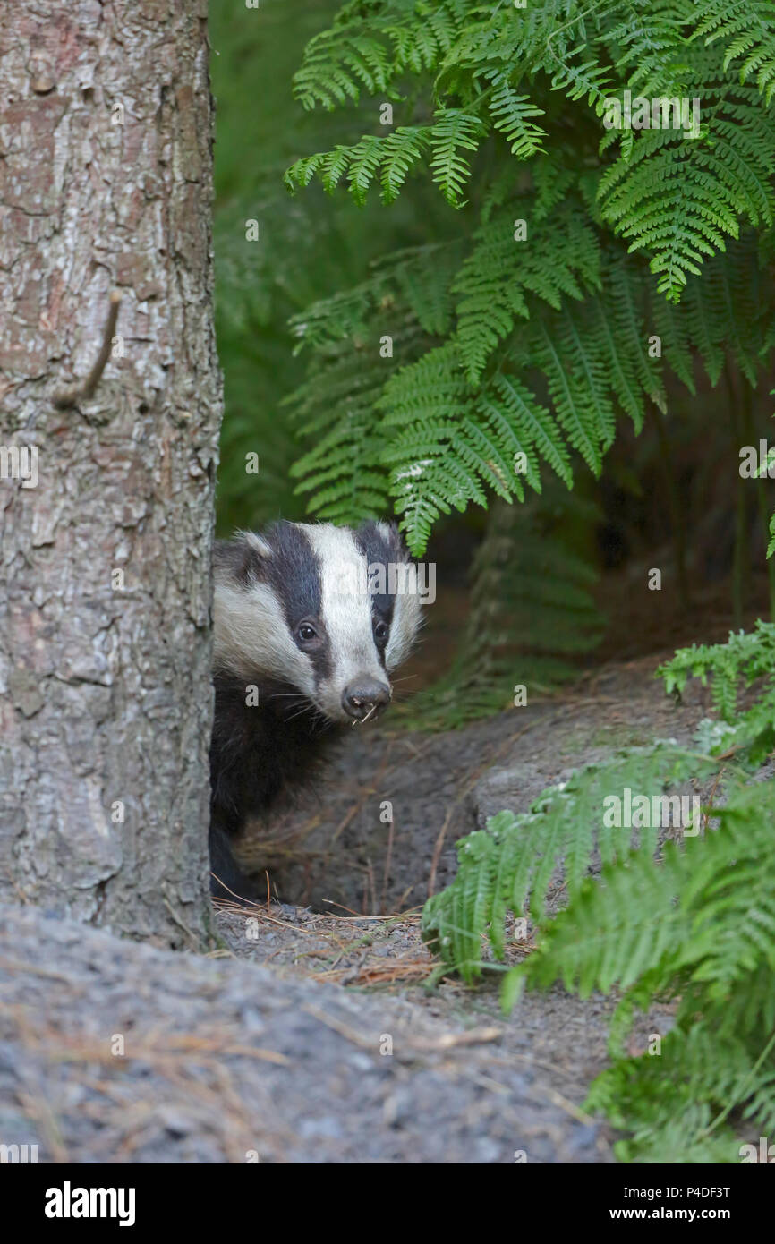 Adult Badger in the Forest of Dean Stock Photo - Alamy