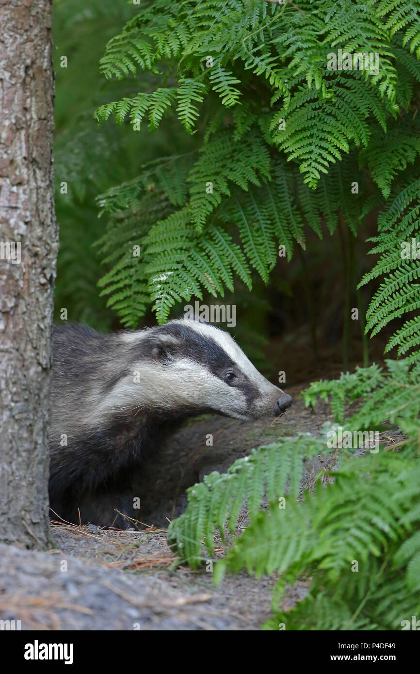 Adult Badger in the Forest of Dean Stock Photo - Alamy