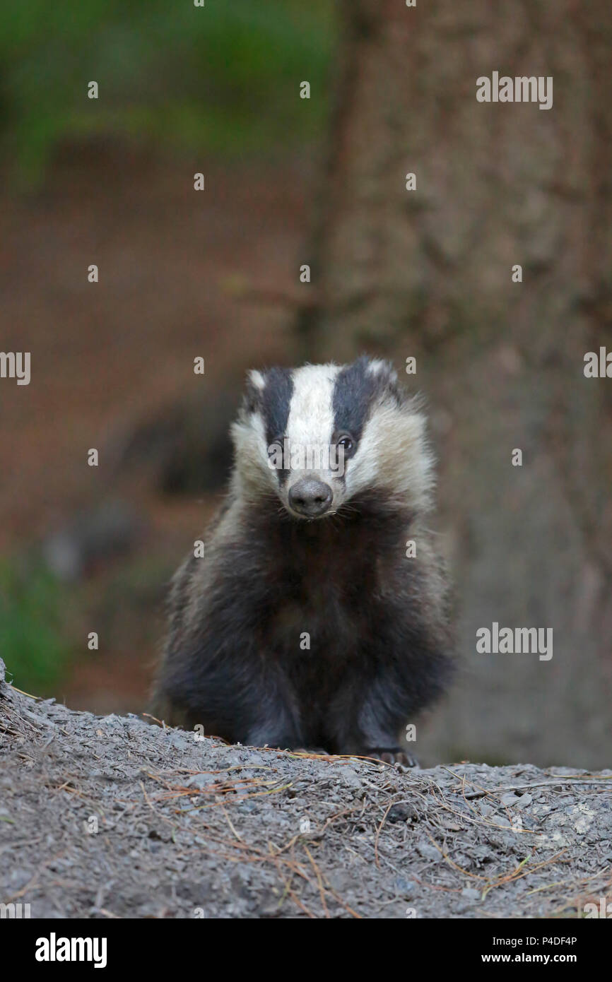 Adult Badger in the Forest of Dean Stock Photo - Alamy