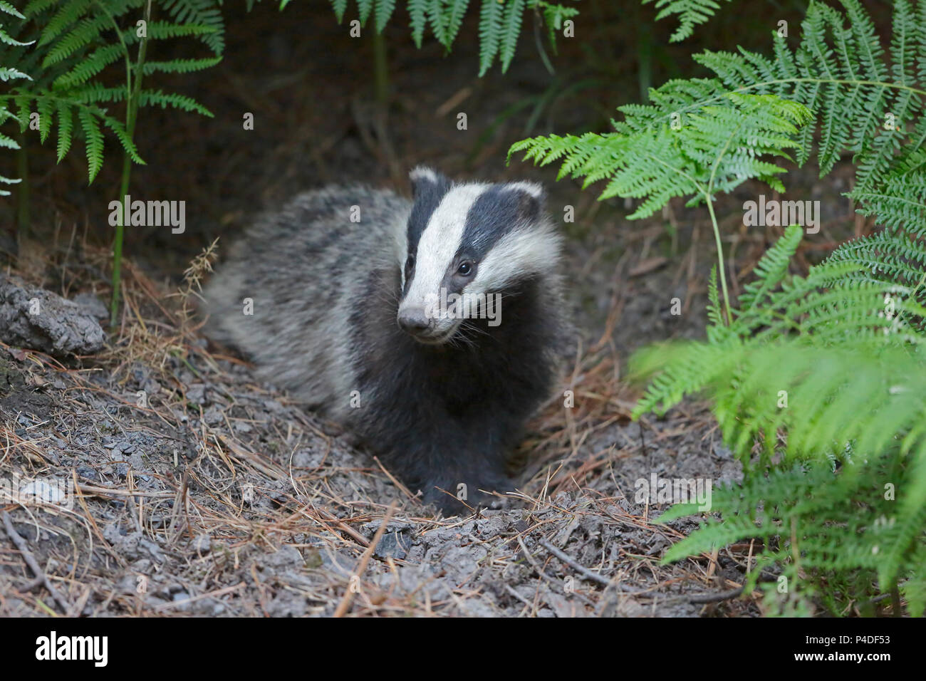 Badger cub in the Forest of Dean Stock Photo - Alamy