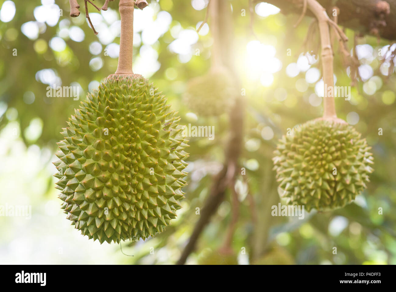 Fresh durian on the tree in the garden, king of fruit Stock Photo - Alamy