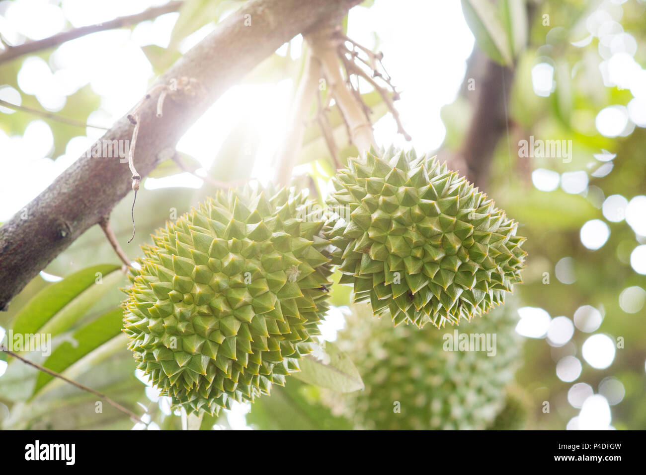 Musang king hi-res stock photography and images - Alamy