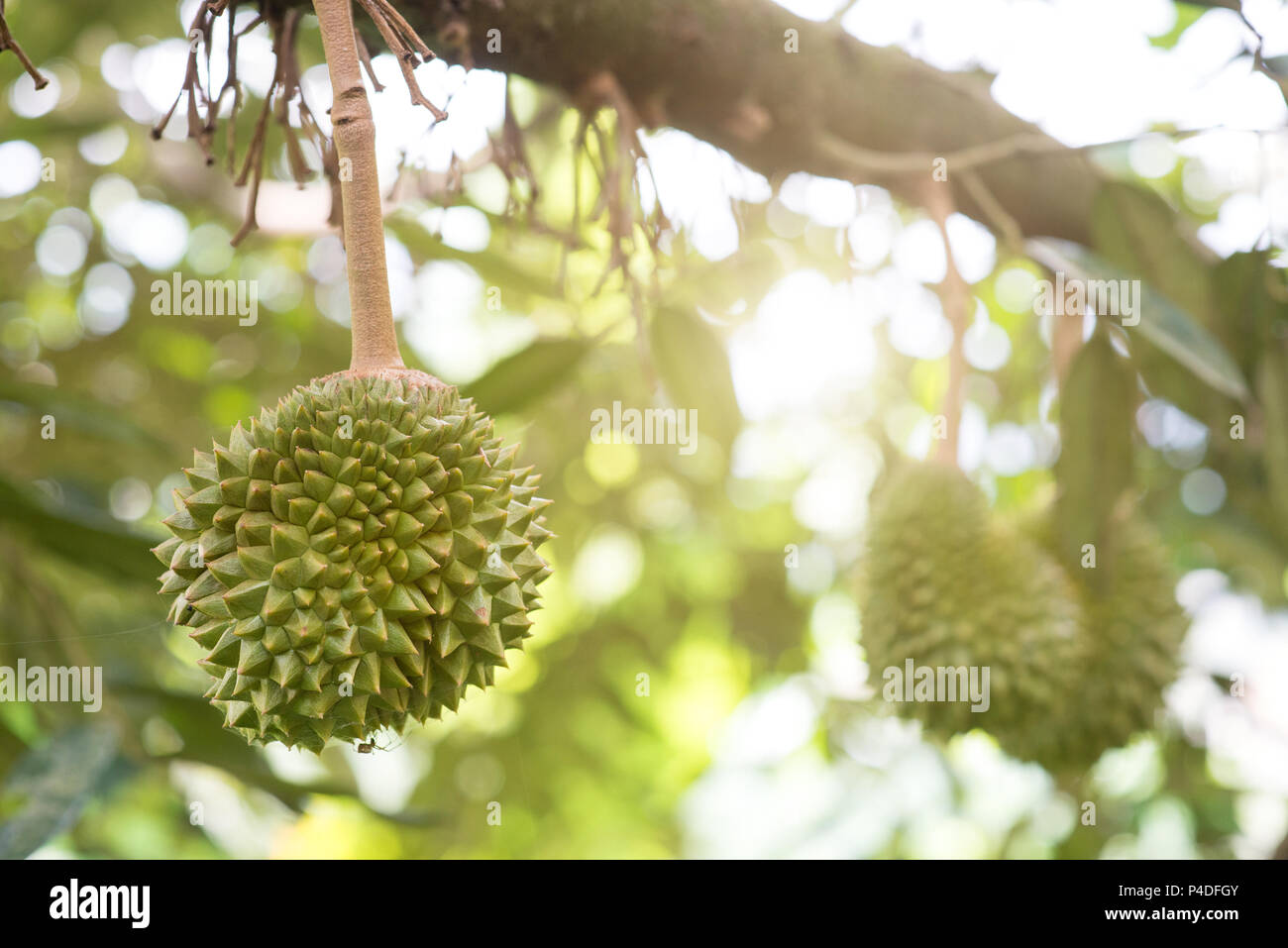 Close up fresh durian on the tree in the garden, king of fruit Stock ...