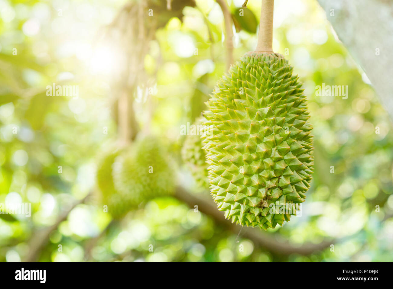 Durian tree sun hi-res stock photography and images - Alamy