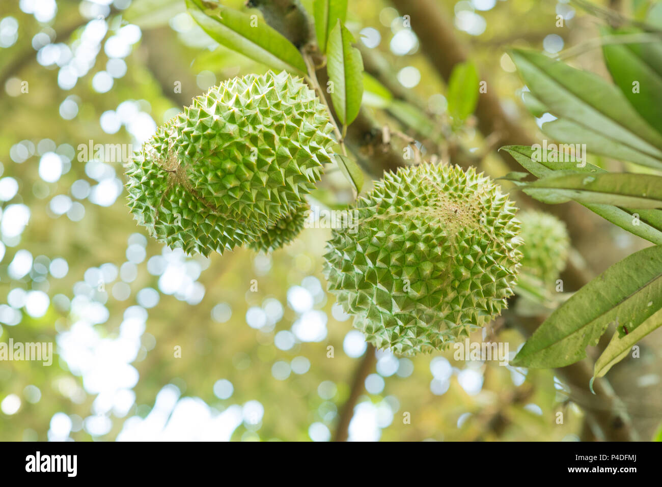 Durian tree sun hi-res stock photography and images - Alamy