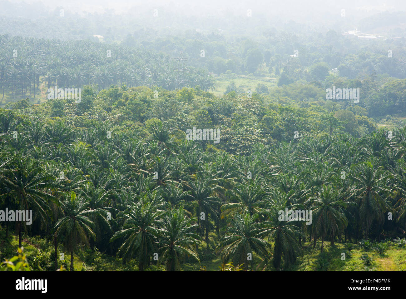 Kelapa sawit hi-res stock photography and images - Alamy