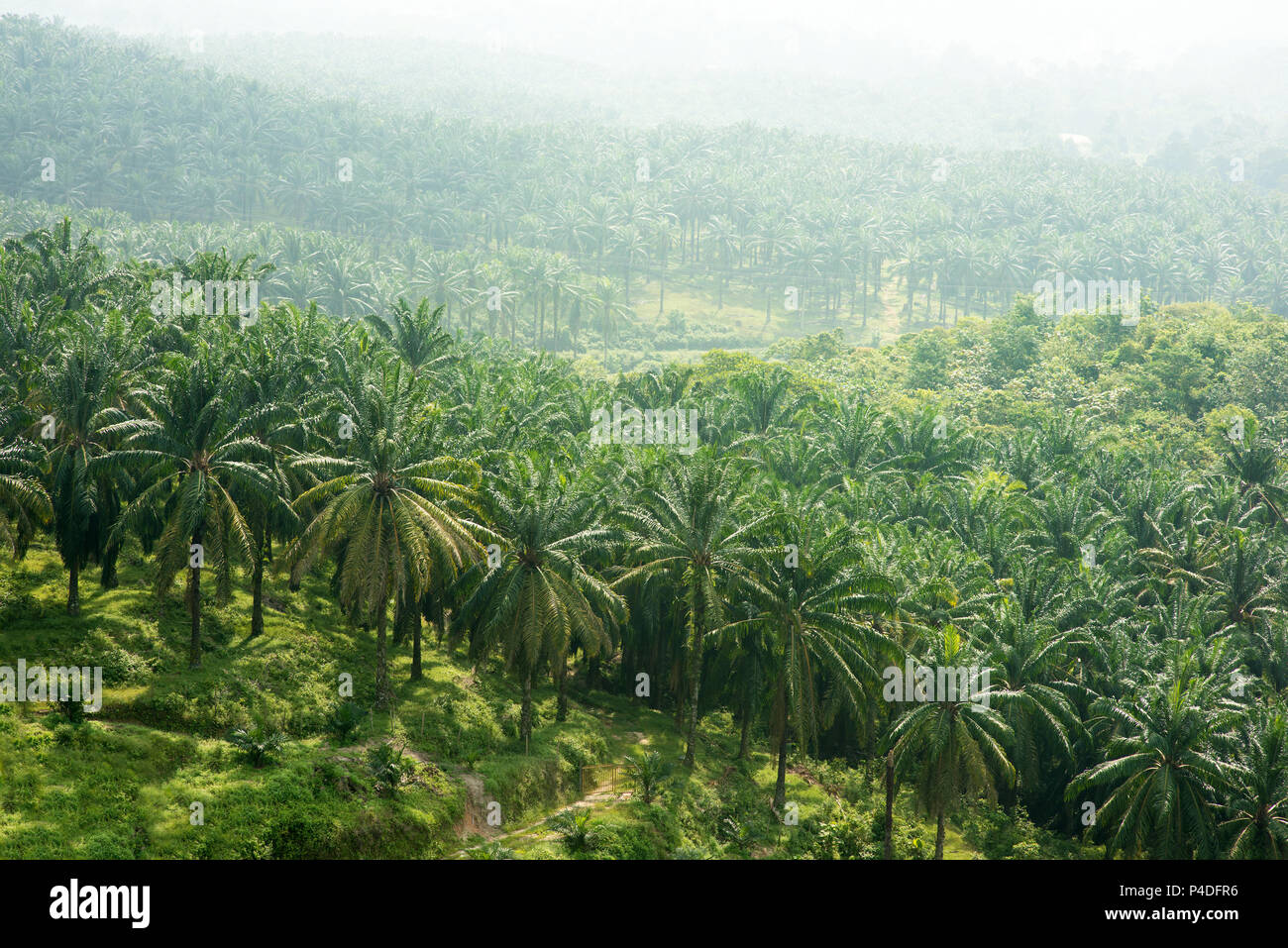 Palm oil plantation indonesia hi-res stock photography and images - Alamy