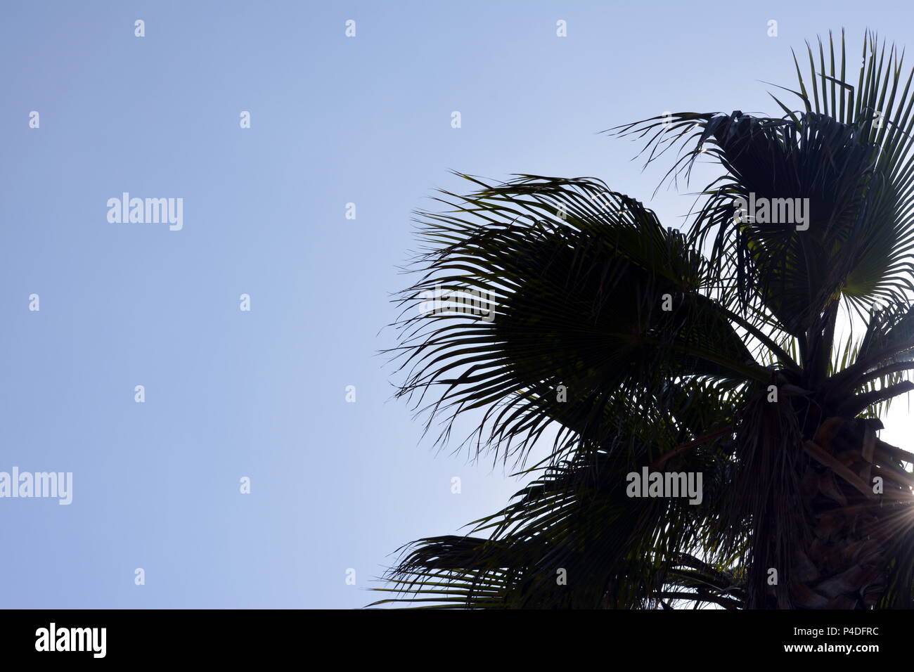 Top of a palm tree hi-res stock photography and images - Alamy