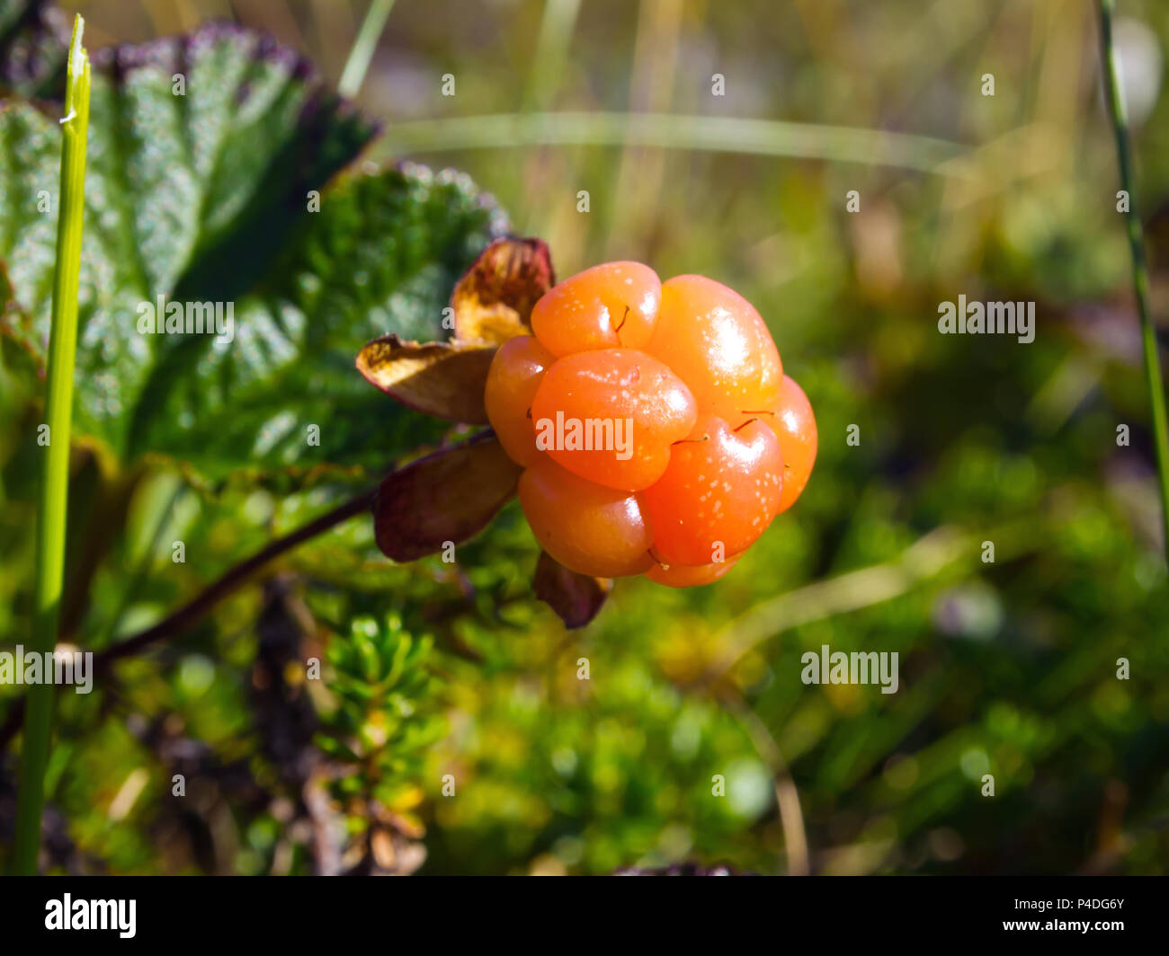 Ripe cloudberry grows in the tundra in natural conditions Stock Photo ...