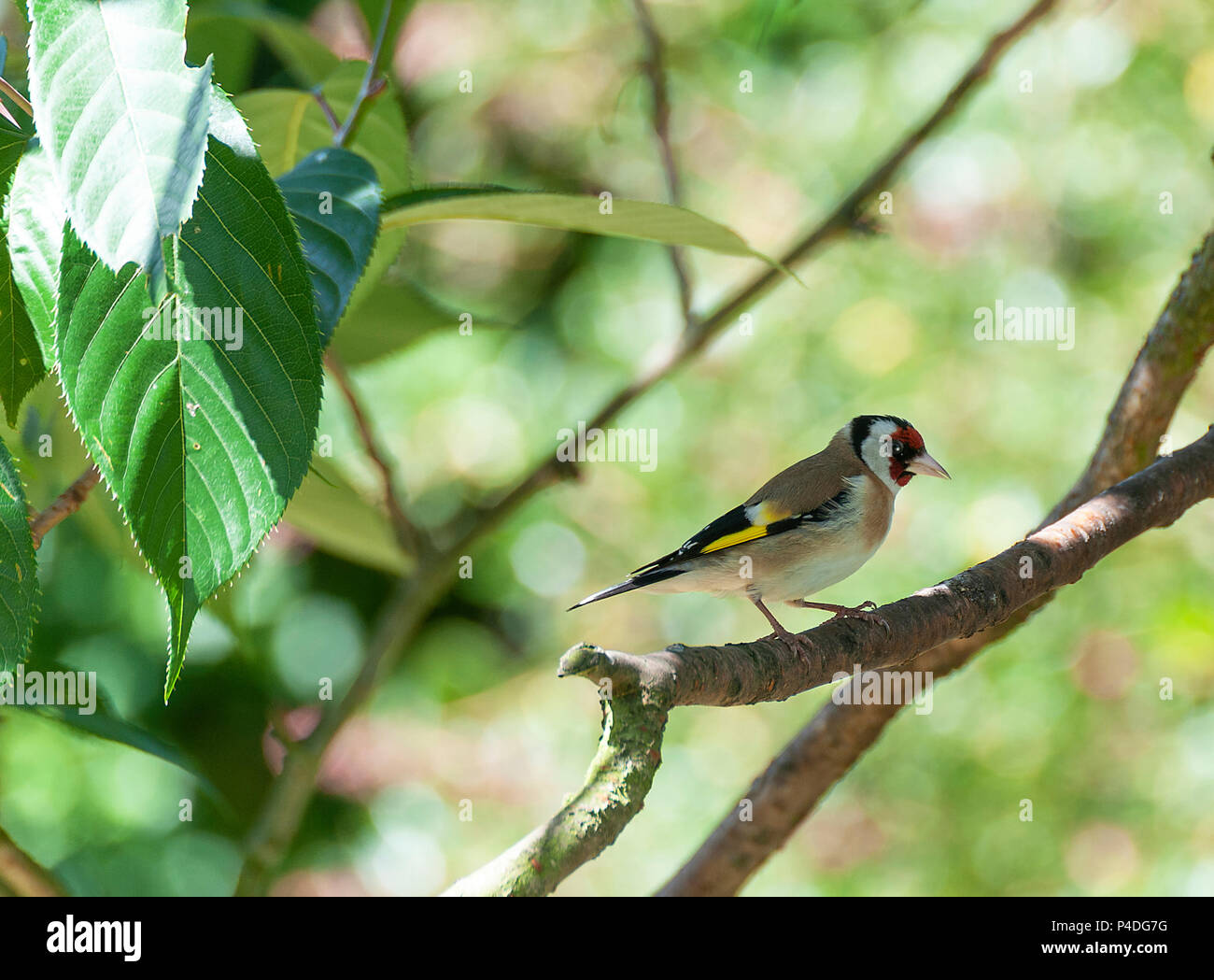 Buff cheeks hi-res stock photography and images - Alamy