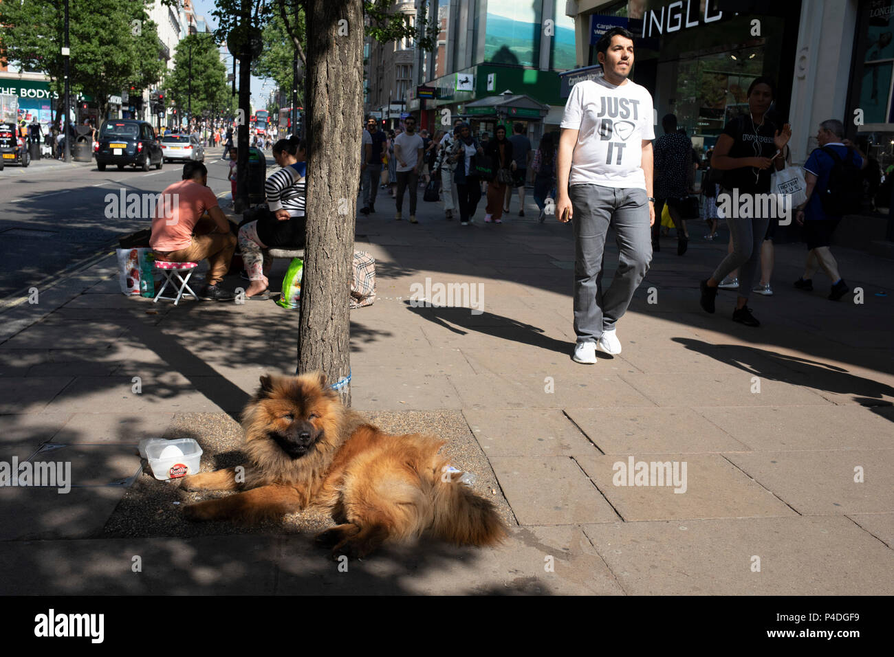 Buskers dogs hi-res stock photography and images - Alamy