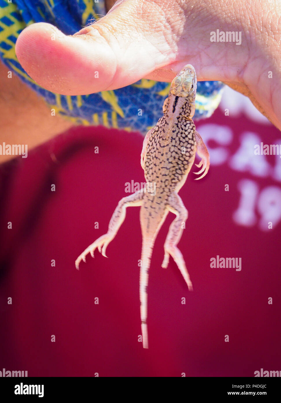 Sand diving lizard hi-res stock photography and images - Alamy
