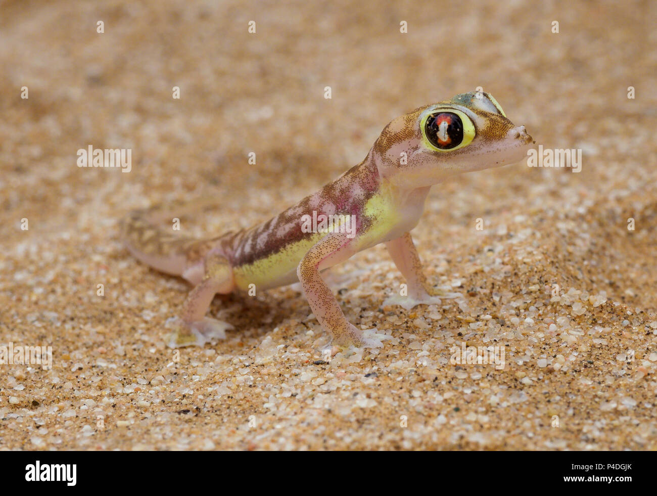 Palmato hi-res stock photography and images - Alamy