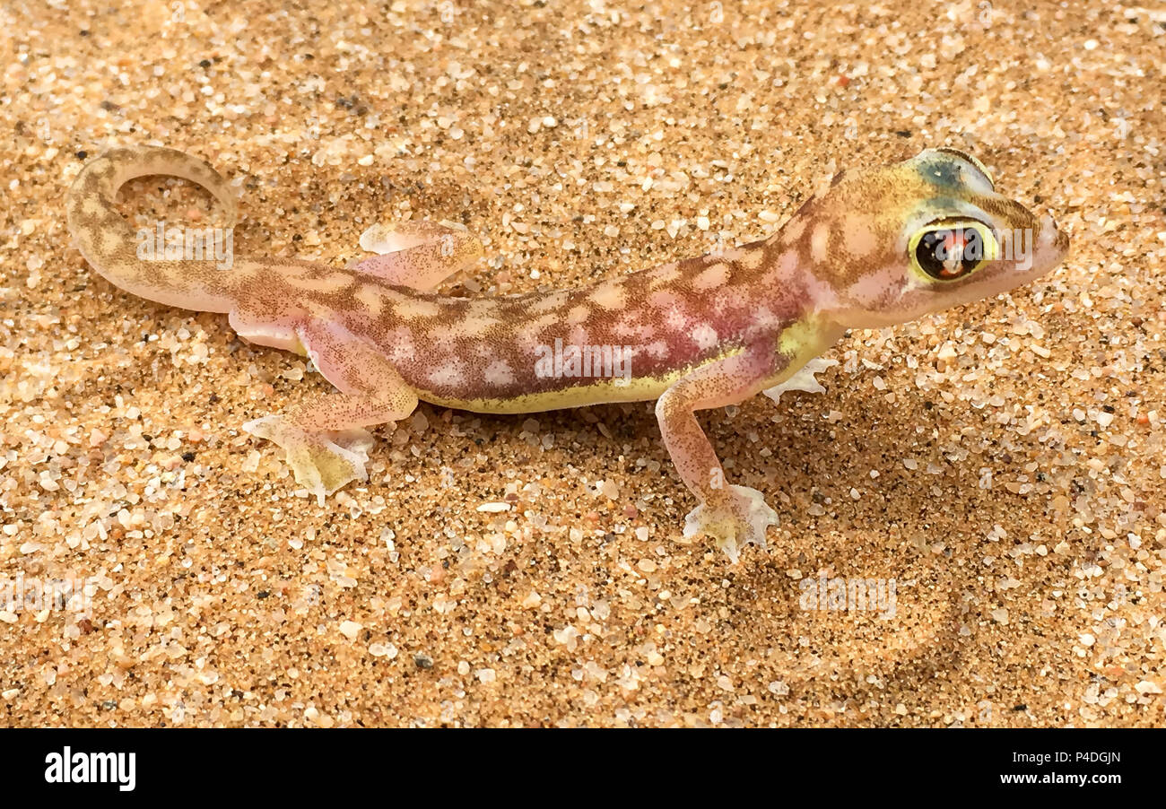 Palmato gecko hi-res stock photography and images - Alamy