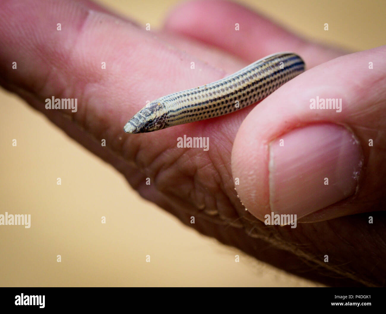 Close Up of a Fitzsimon’s Burrowing Skink Stock Photo - Alamy