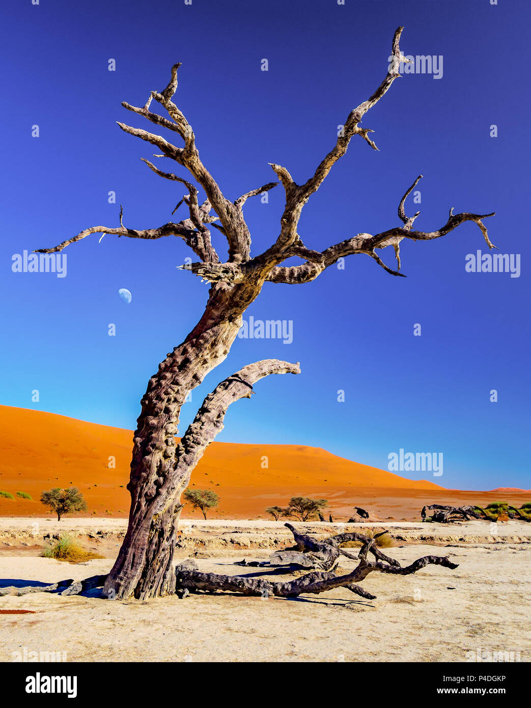 Petrified forest, dead acacia tree Deadvlei, Sossusvlei. Namibia ...