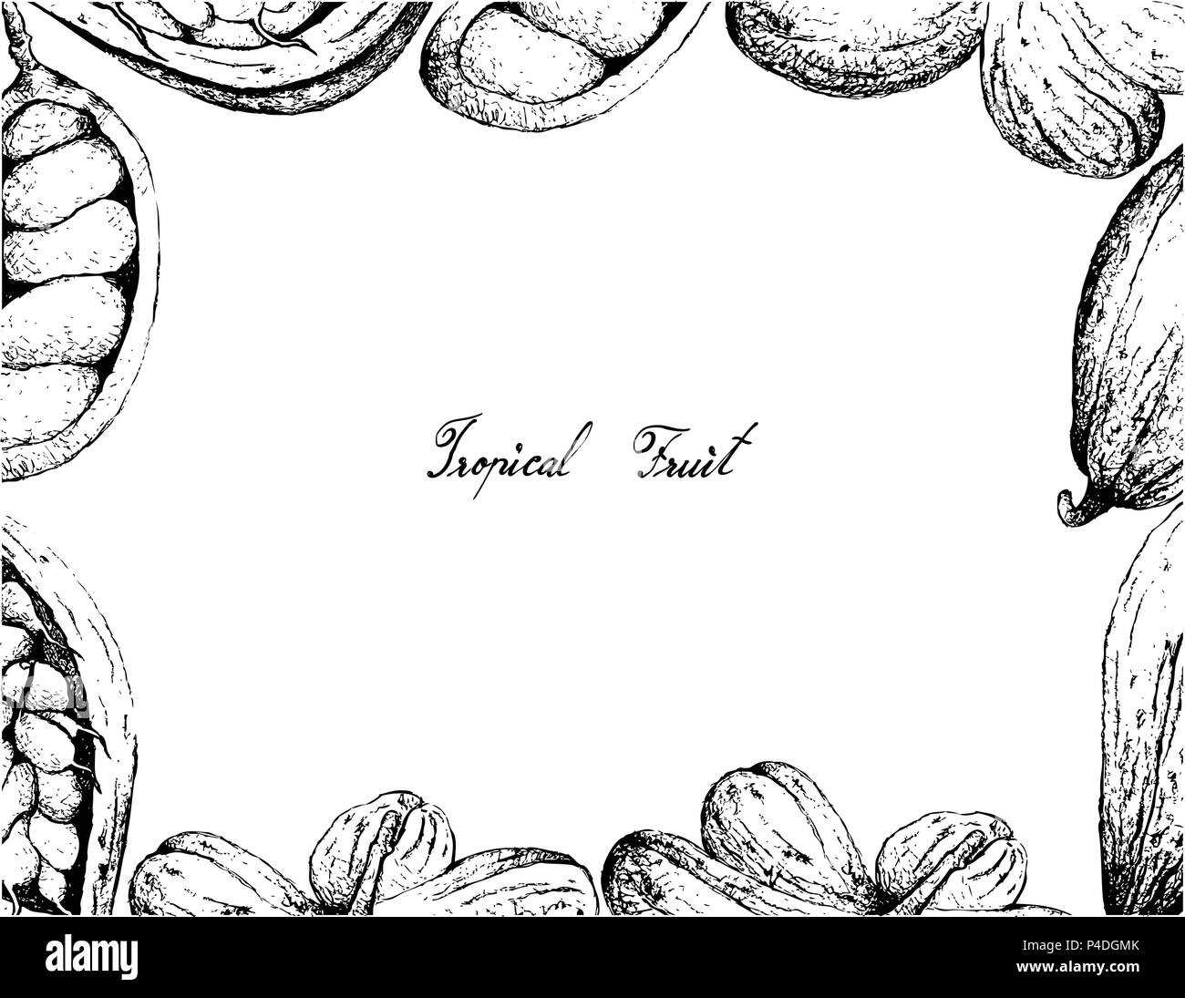 Cocoa theobroma cacao fruits Stock Vector Images - Alamy
