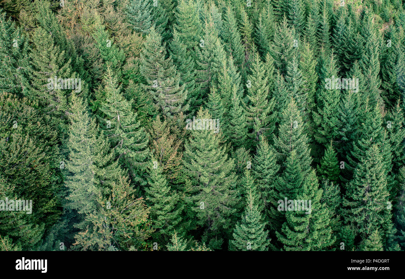 Fir forest view from above - beautiful nature of forest Stock Photo - Alamy