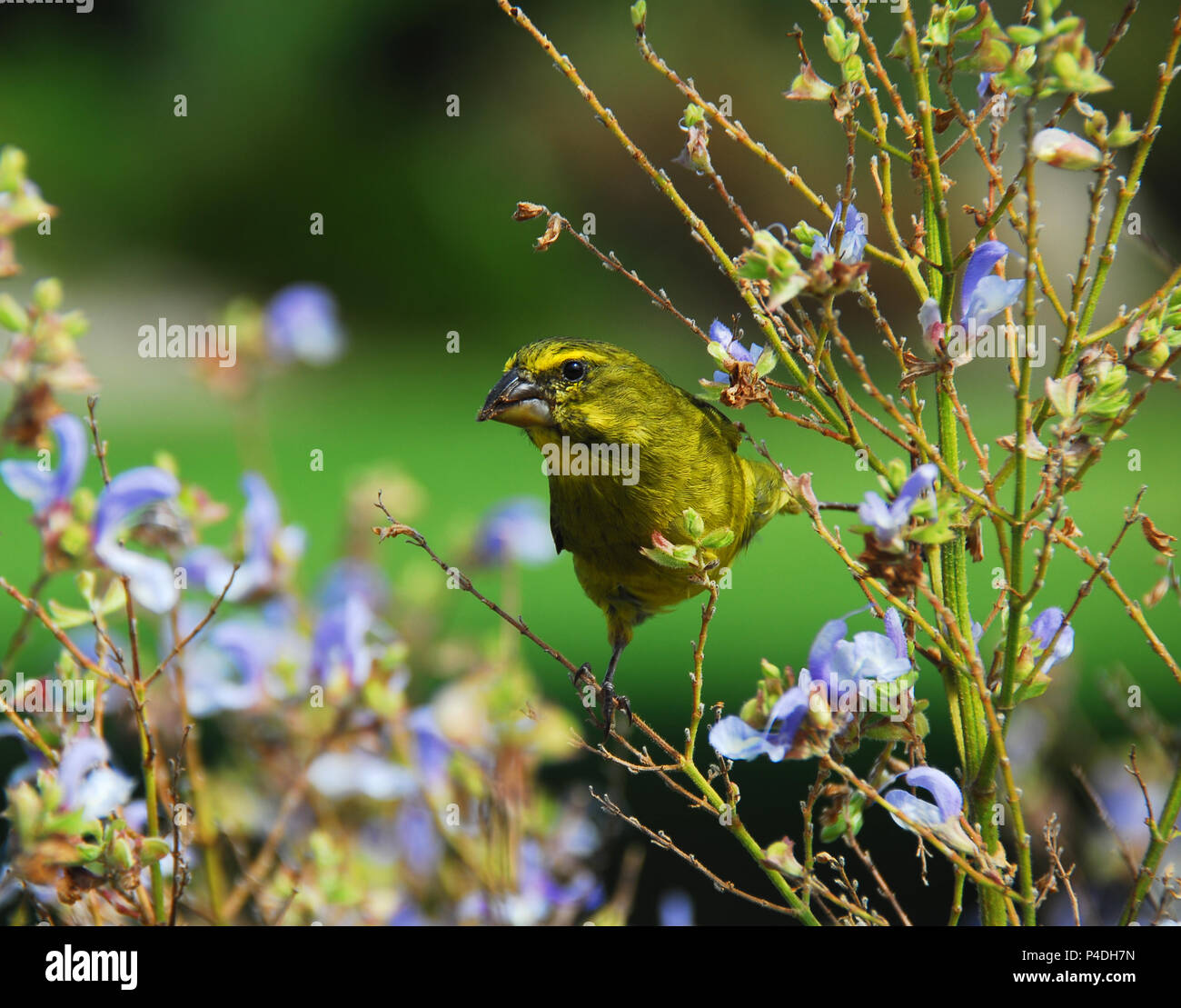 Close up of a tiny yellow Canary feeding on the seeds pf purple flowers ...