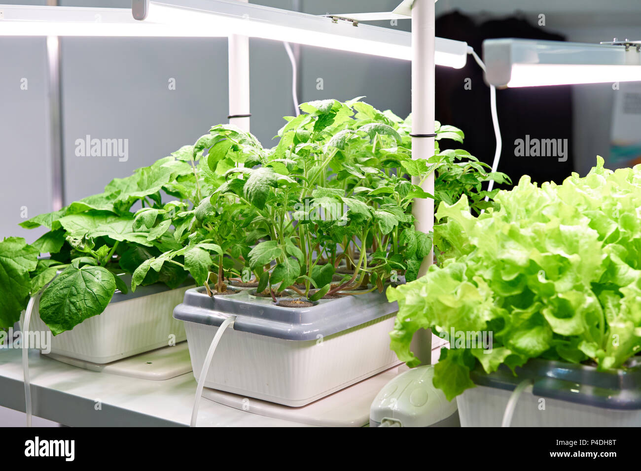 Modern plant production food hi-res stock photography and images - Alamy