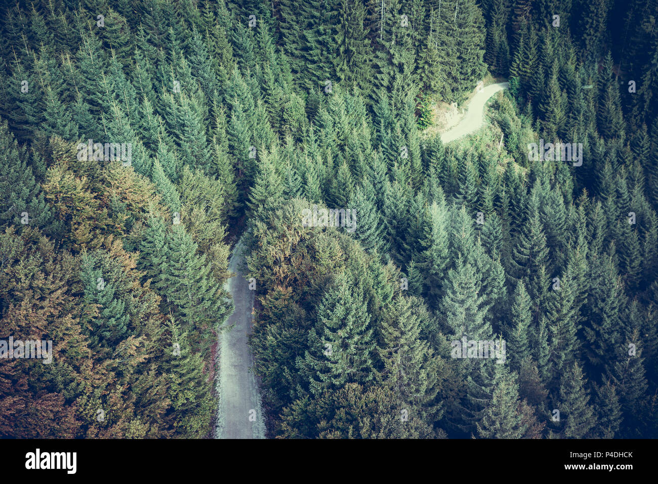 Fir forest view from above - beautiful nature of forest Stock Photo - Alamy