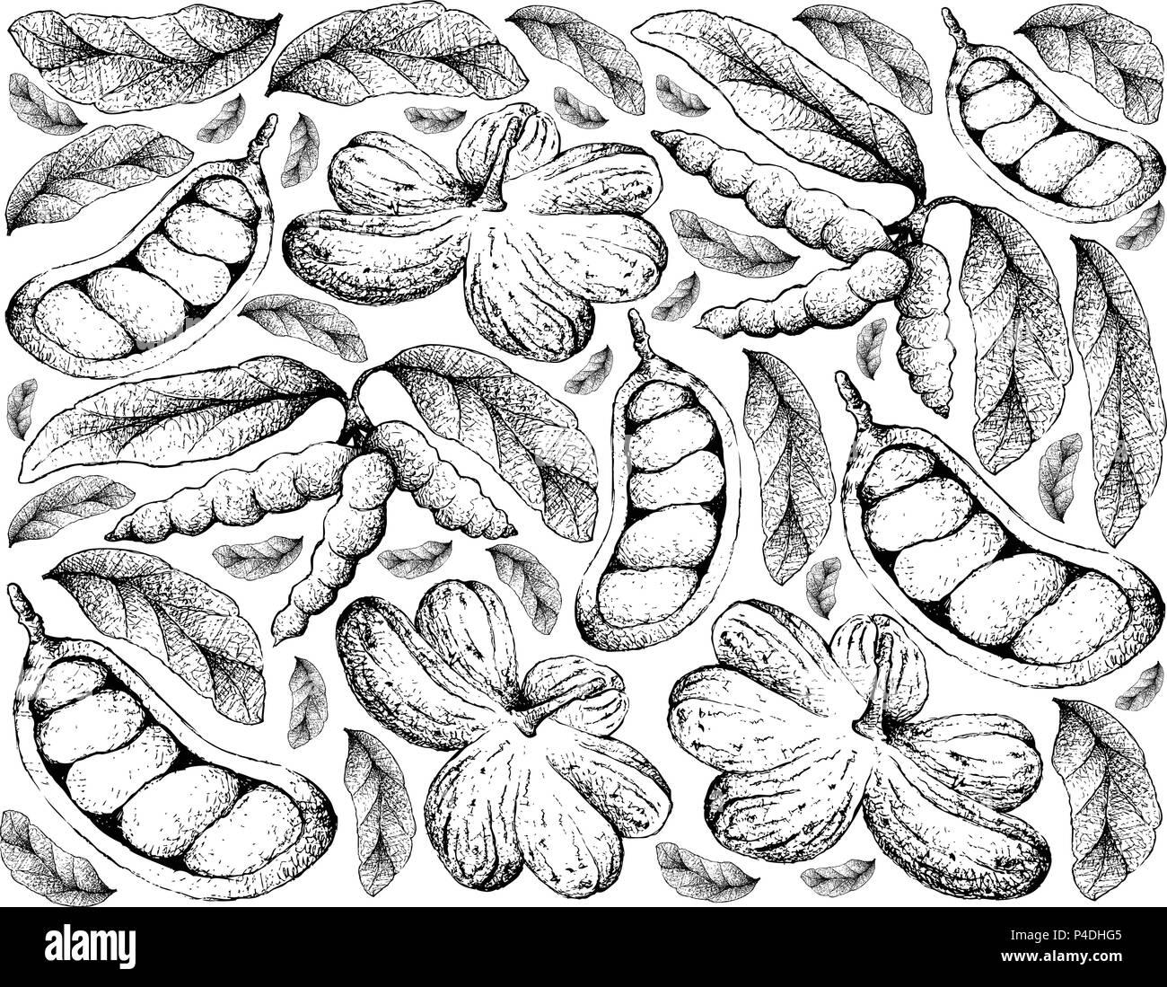 Tropical Fruit, Illustration Wallpaper Background of Hand Drawn Sketch ...