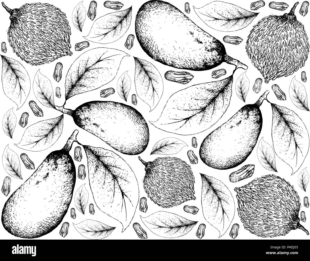 Tropical Fruit, Illustration Wallpaper Background of Hand Drawn Sketch ...