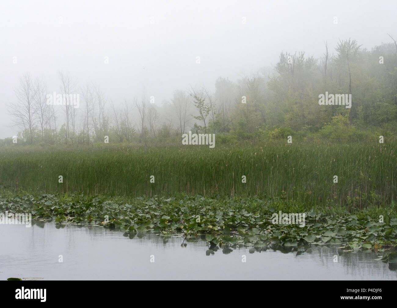 White lily in mist hi-res stock photography and images - Alamy
