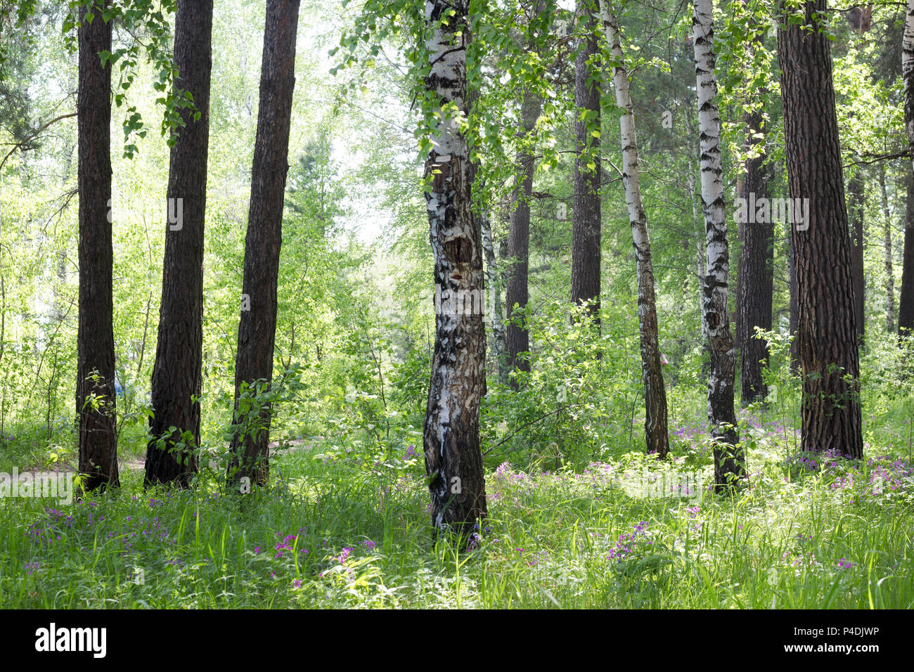 Green grass edge hi-res stock photography and images - Alamy