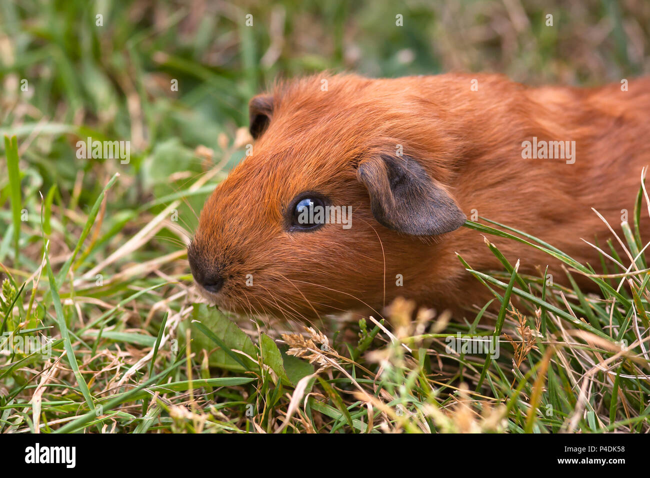 Guinea pig grass hi-res stock photography and images - Alamy