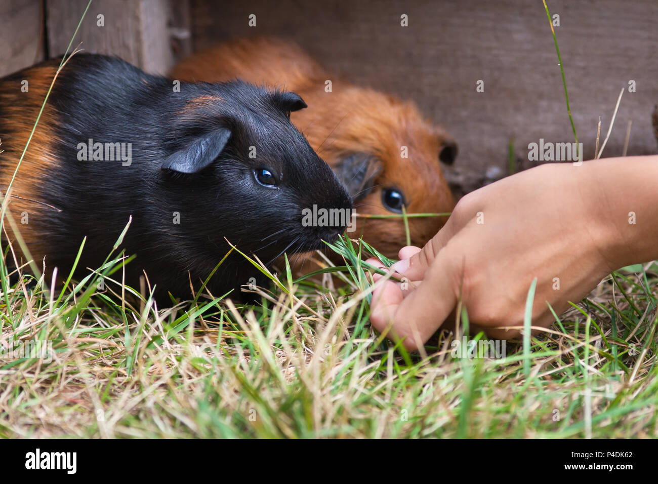 Feed guinea pigs hi-res stock photography and images - Alamy