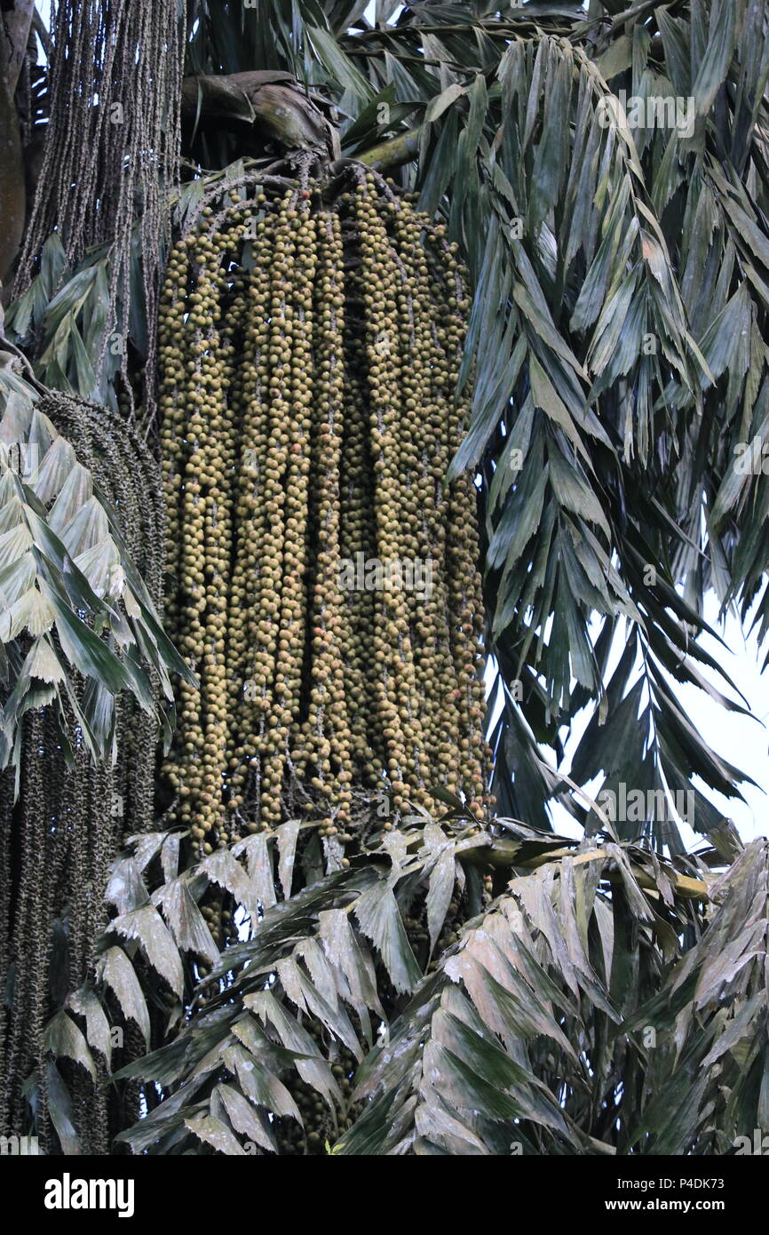 Jaggery Palm (Kithul) Tree with Flowers Stock Photo - Alamy