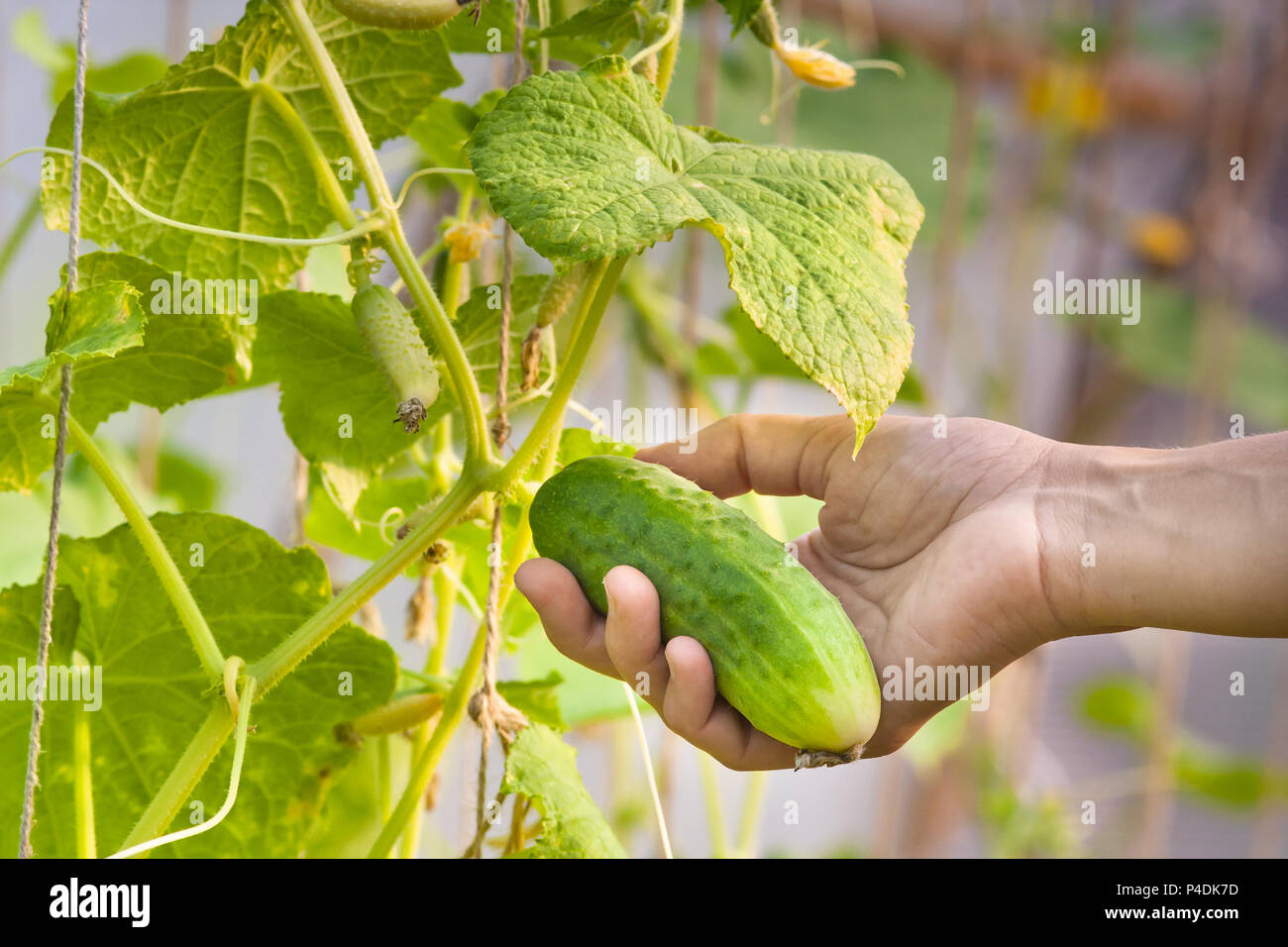hand of gardener picking cucumber in the garden Stock Photo - Alamy