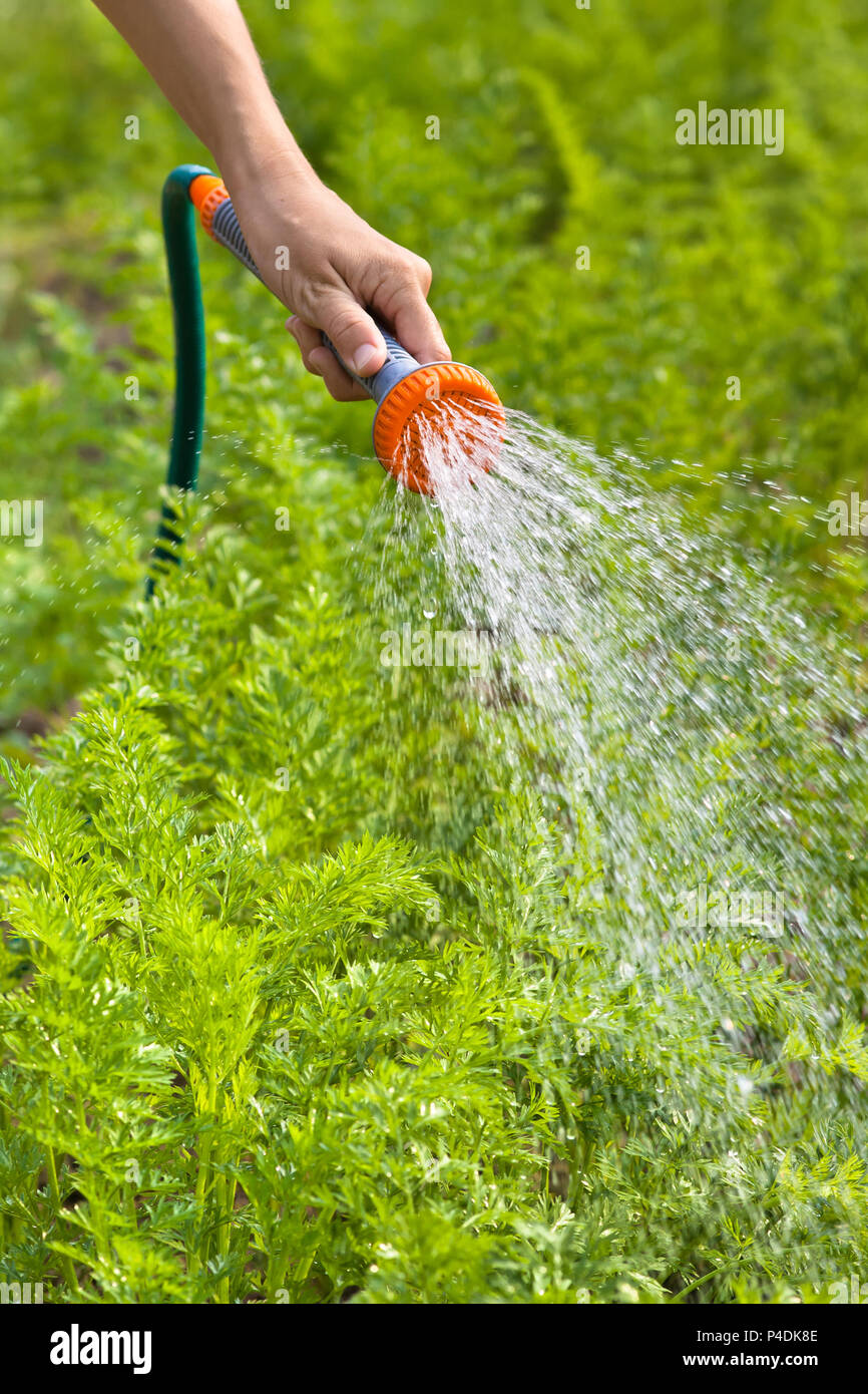 Country vegetable garden hi-res stock photography and images - Alamy