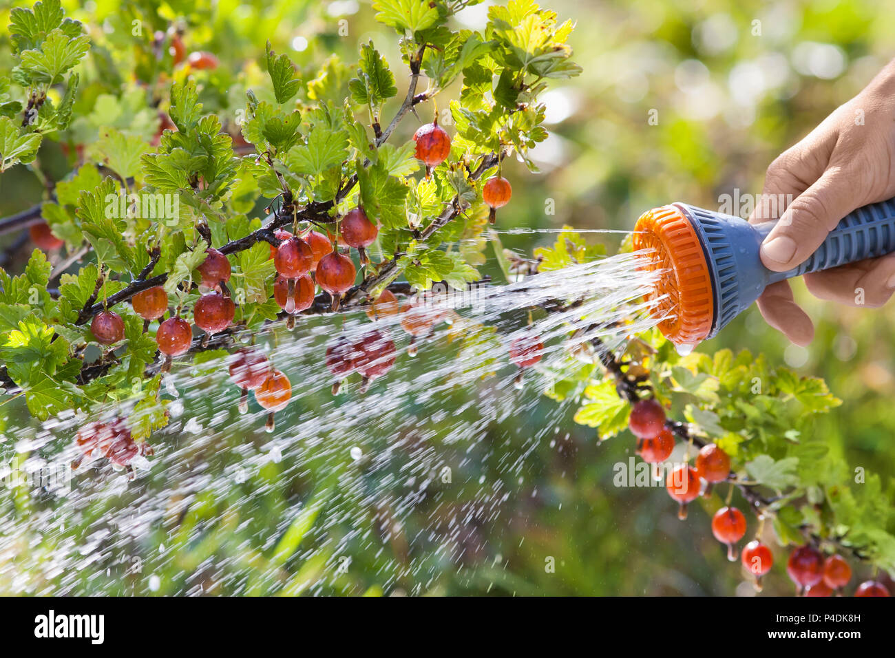 hand watering bush of gooseberry in the garden Stock Photo - Alamy