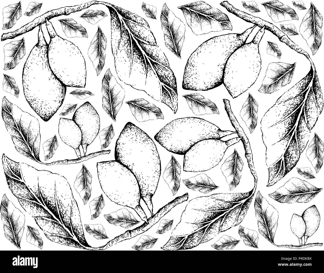 Tropical Fruit, Illustration Wallpaper of Hand Drawn Sketch of Curriola ...
