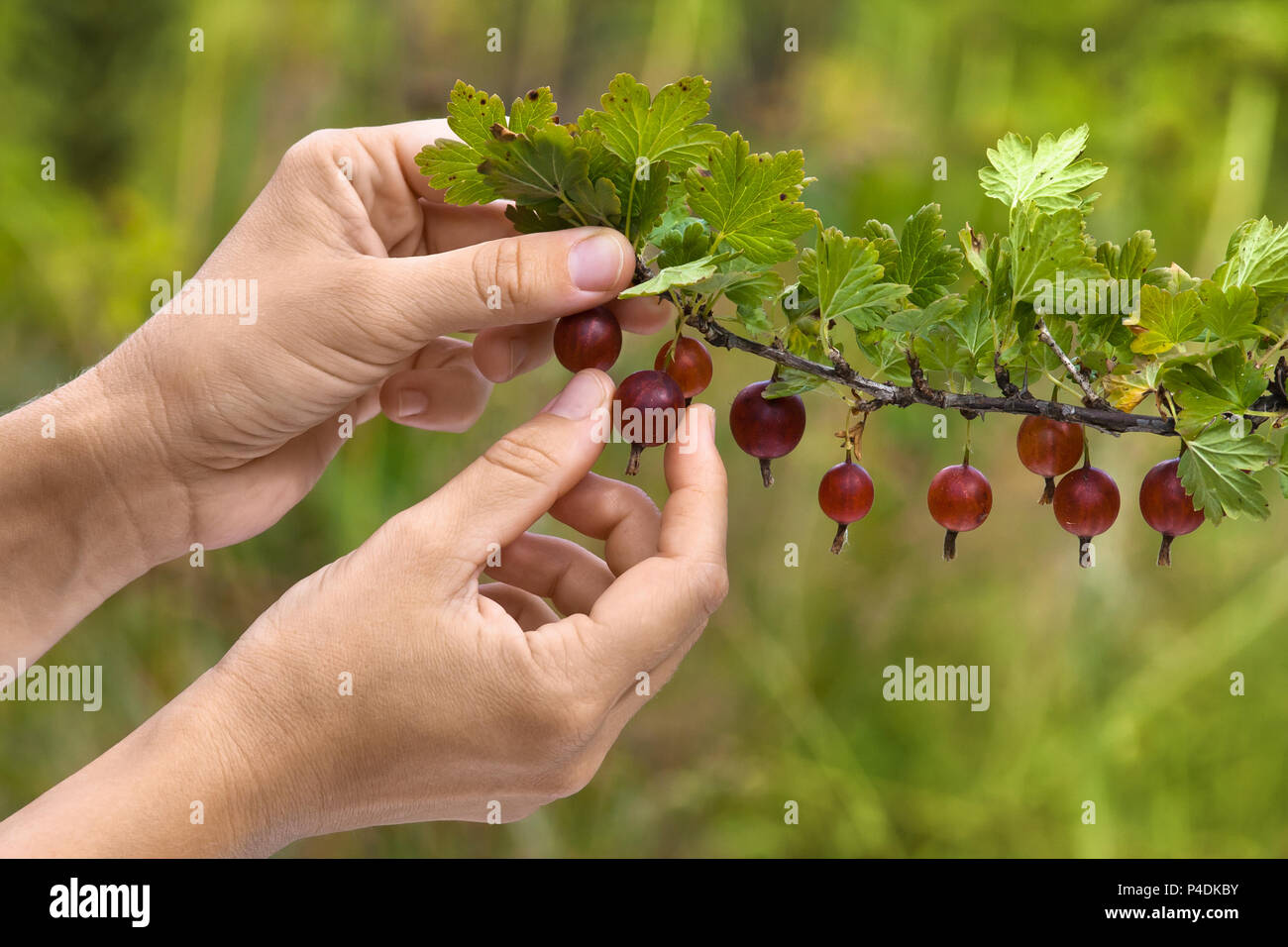 hands picking ripe berries of gooseberry in the garden Stock Photo - Alamy