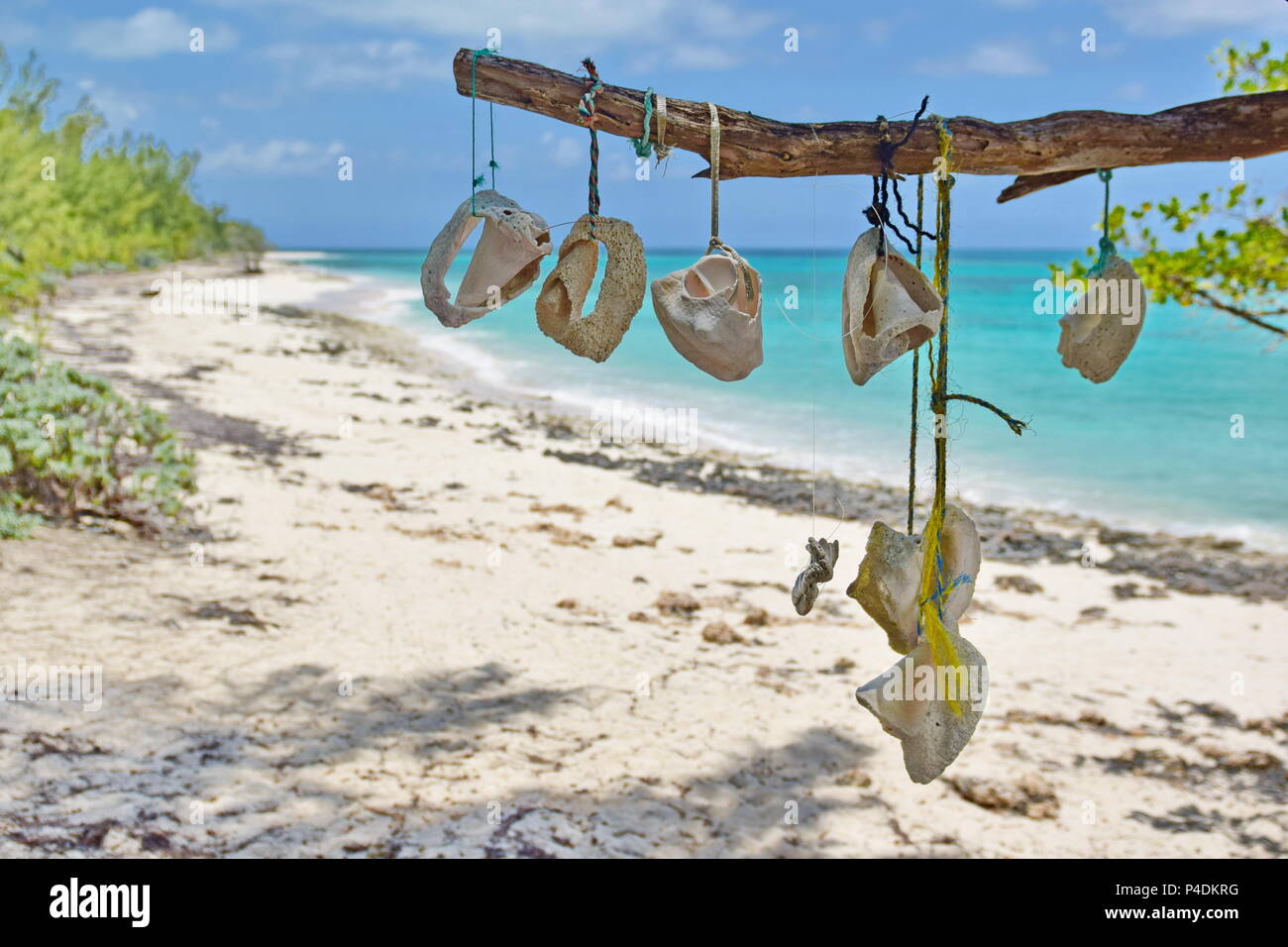 Old bleached conch shells and others hanging from tree limb on the ...