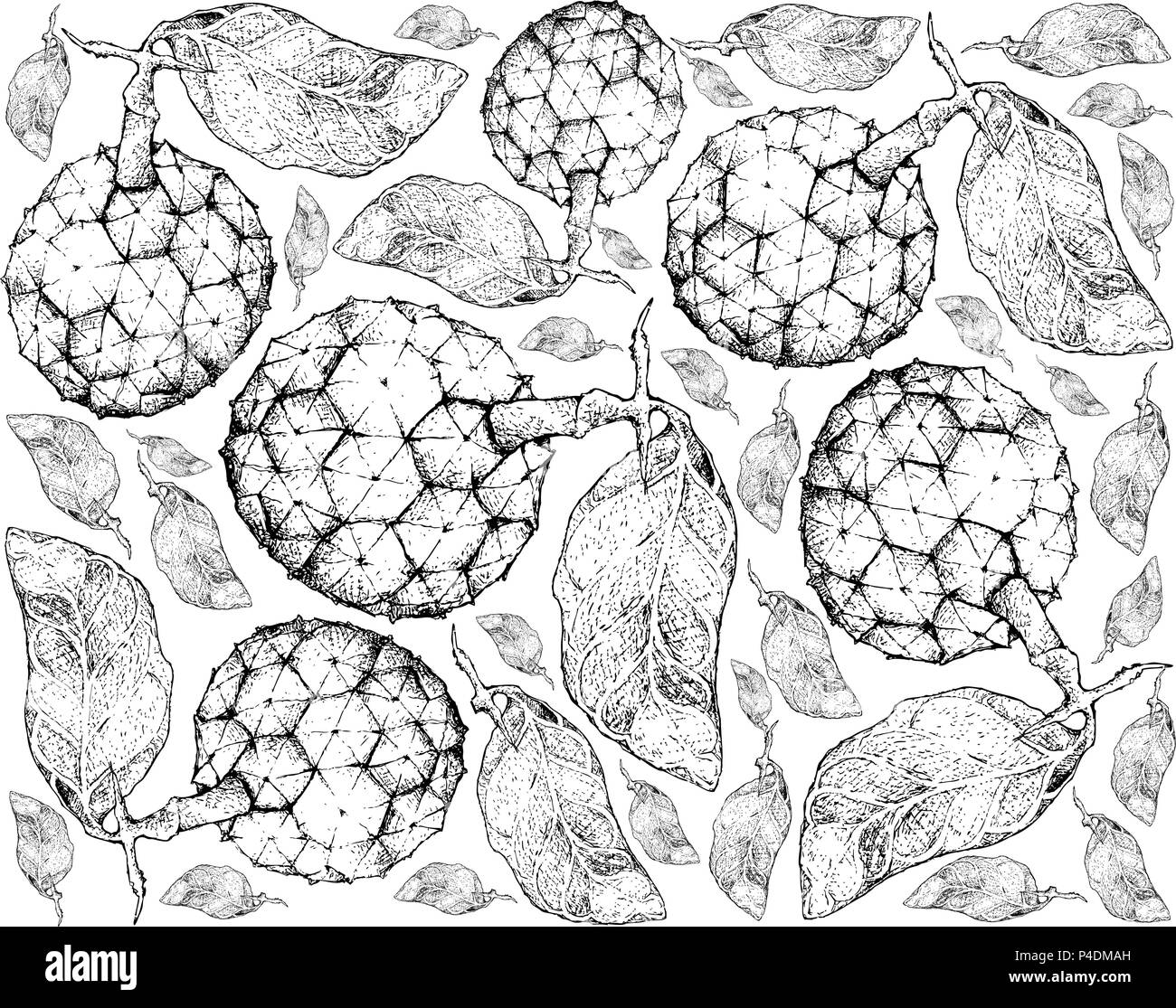 Atis fruit hi-res stock photography and images - Alamy