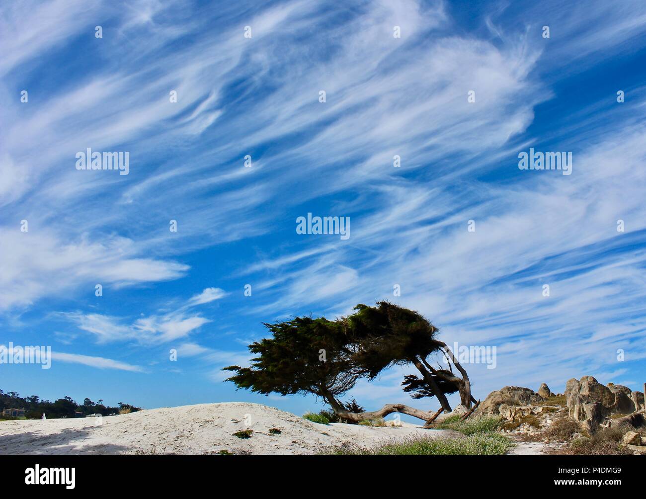 Monterey pines and clouds bending to the wind along the California ...