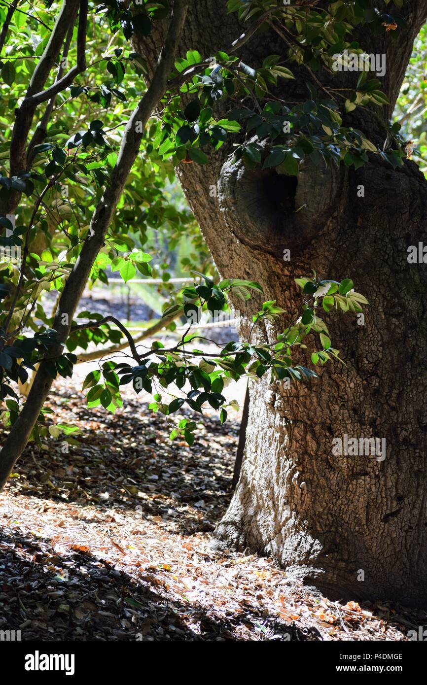 Knotted and curvy tree trunk hi-res stock photography and images - Alamy