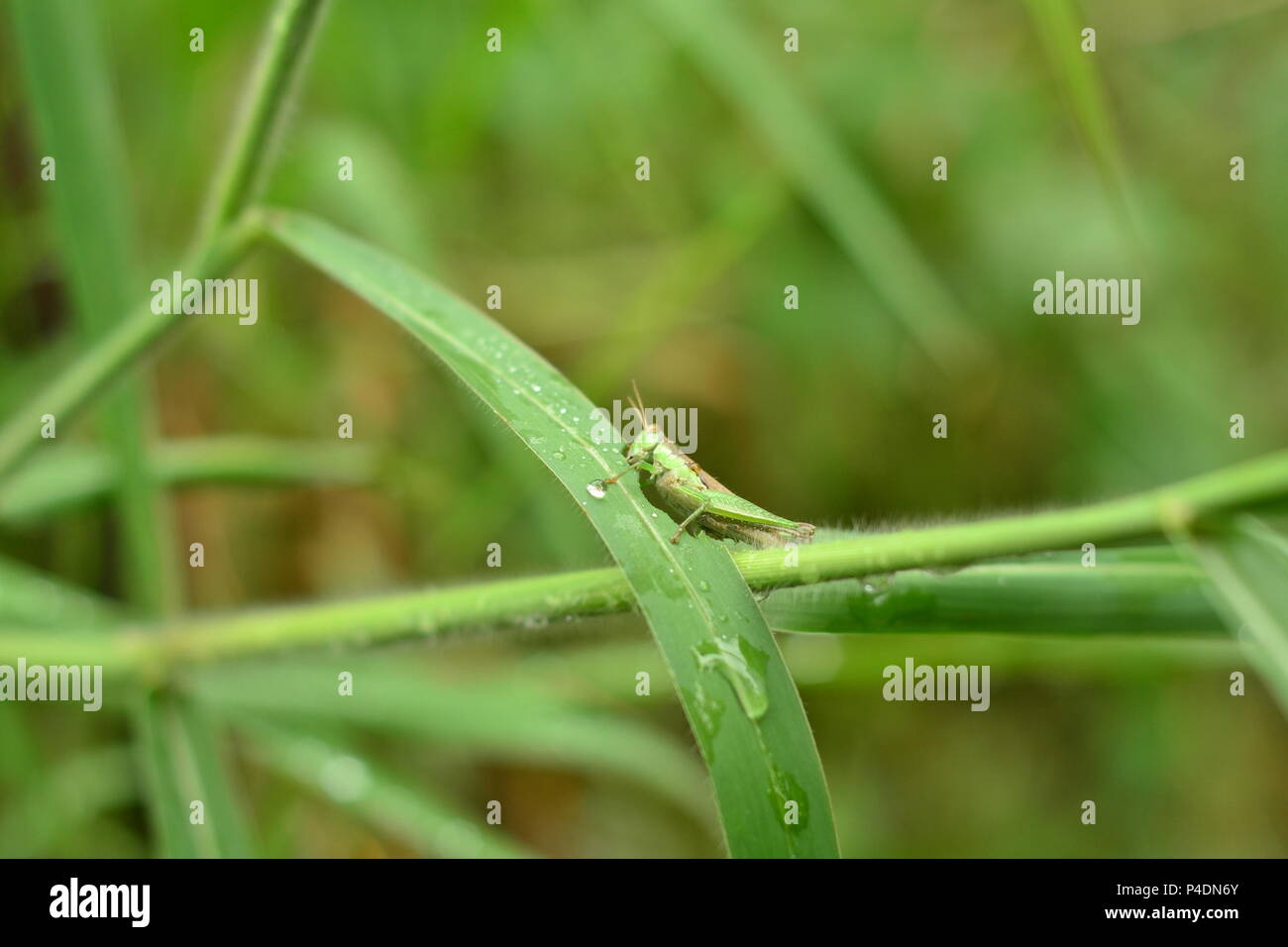 Sinulog hi-res stock photography and images - Alamy